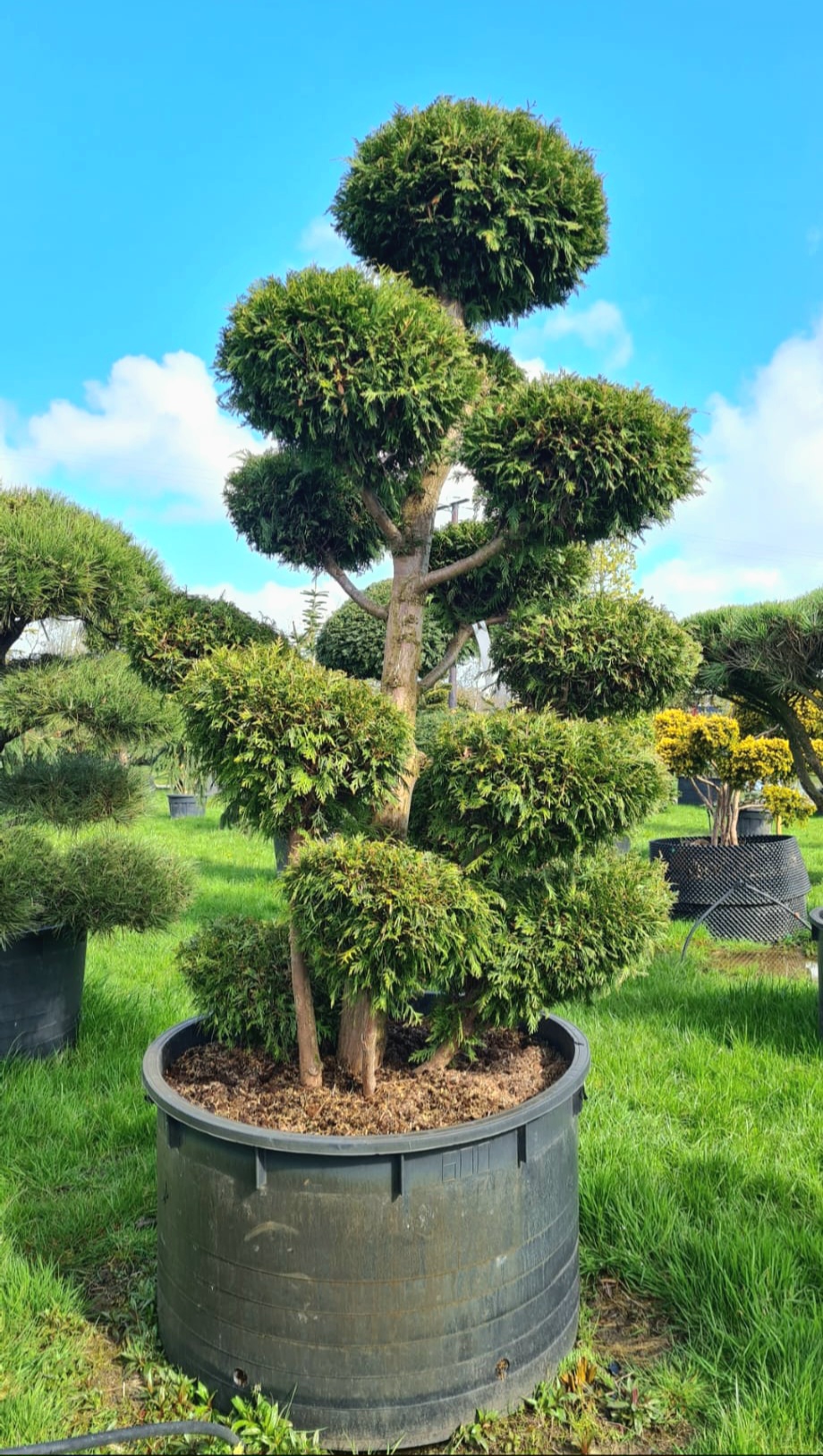 Thuja plicata Specimen Bonsai – Caragh Nurseries