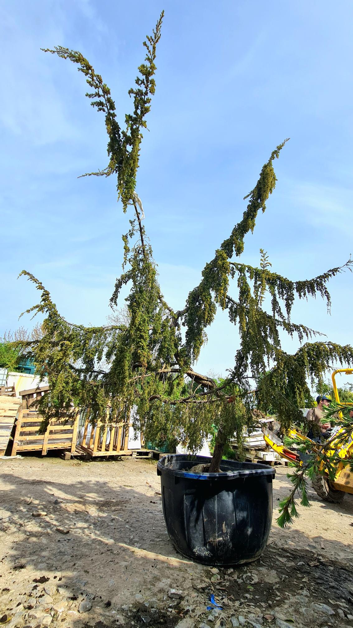 Juniper comm. ‘Horstmann’ – Caragh Nurseries