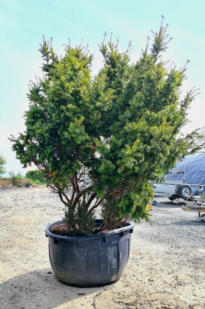 Taxus cuspidata – Caragh Nurseries