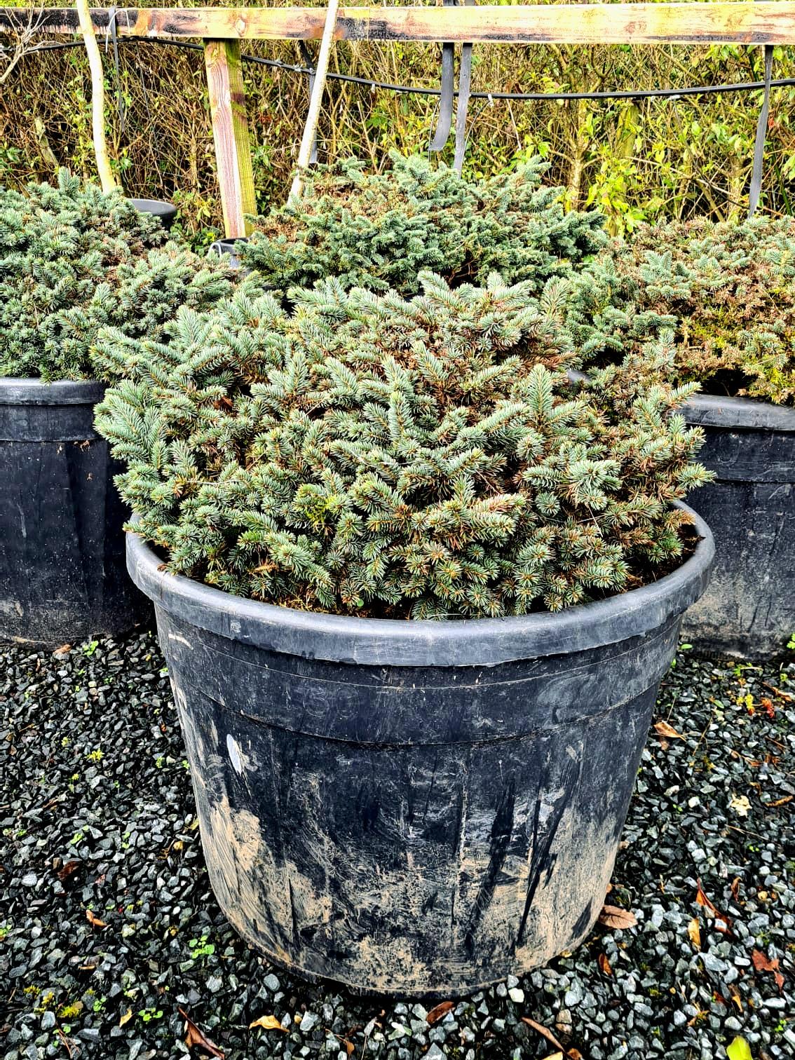 Picea pungens ‘Waldbrunn’ | Caragh Nurseries