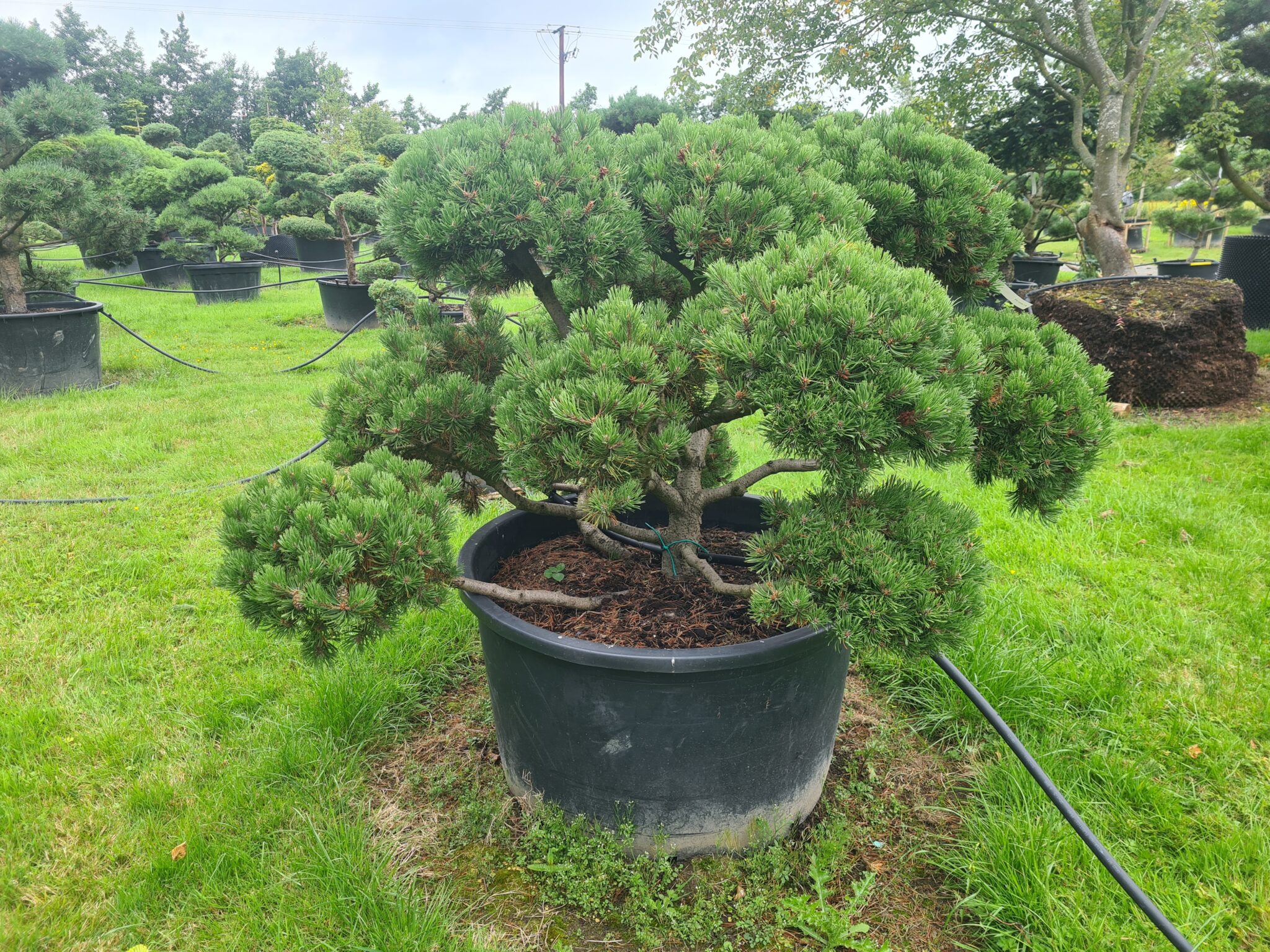 Pinus mugo Mature Specimen – Caragh Nurseries