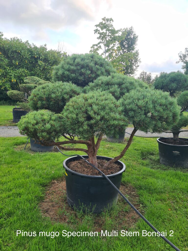 Pinus mugo Specimen Multi-Stem Bonsai – Caragh Nurseries