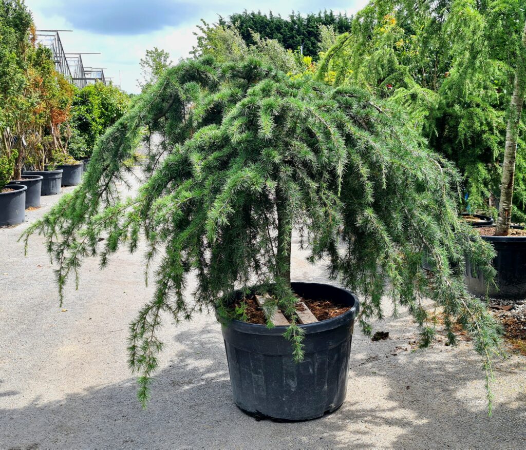 Cedrus deodara Pendula – Caragh Nurseries