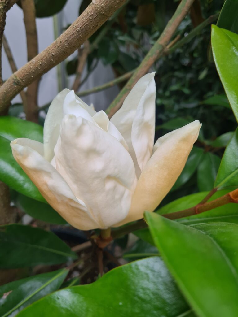 Magnolia grandiflora Goliath – Caragh Nurseries