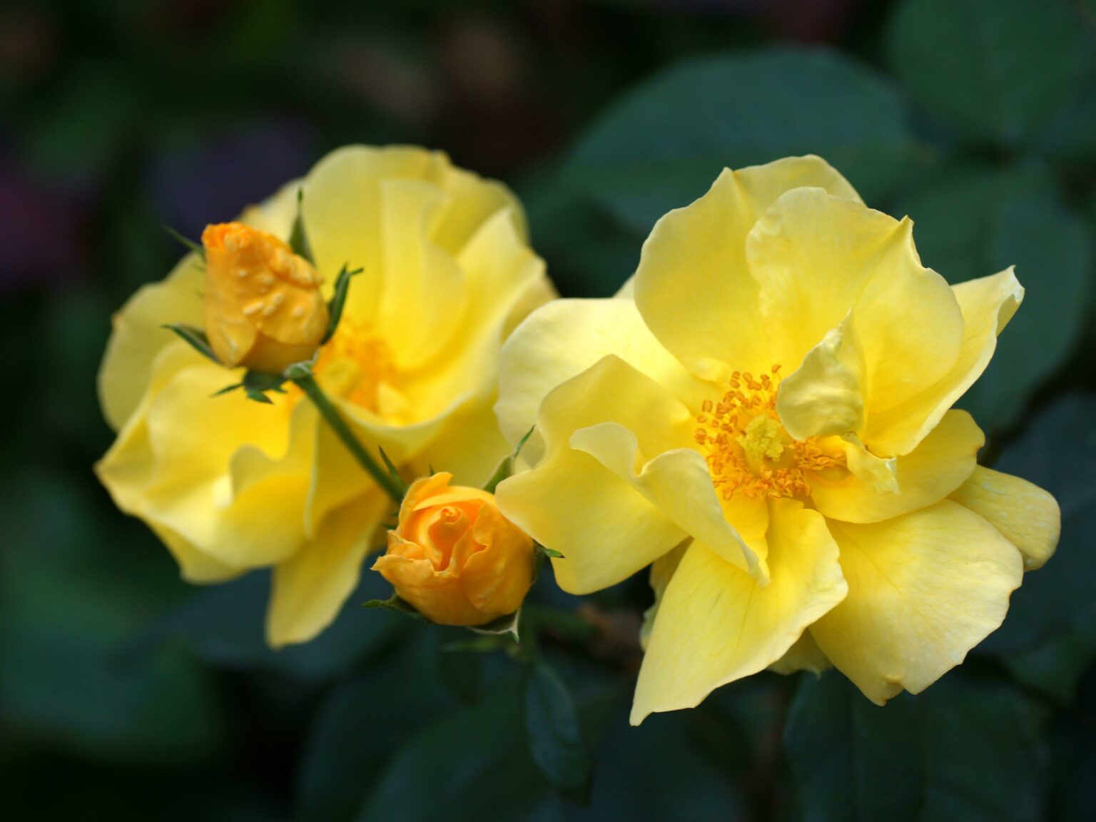 Rosa Lemon Fizz – Caragh Nurseries