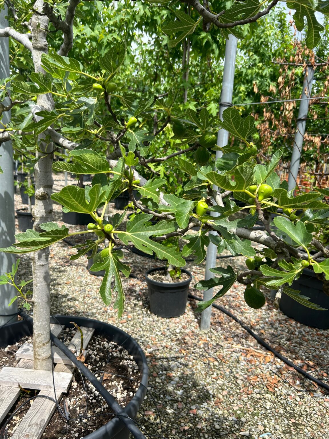Ficus carica / Fig Espaliered Tree – Caragh Nurseries