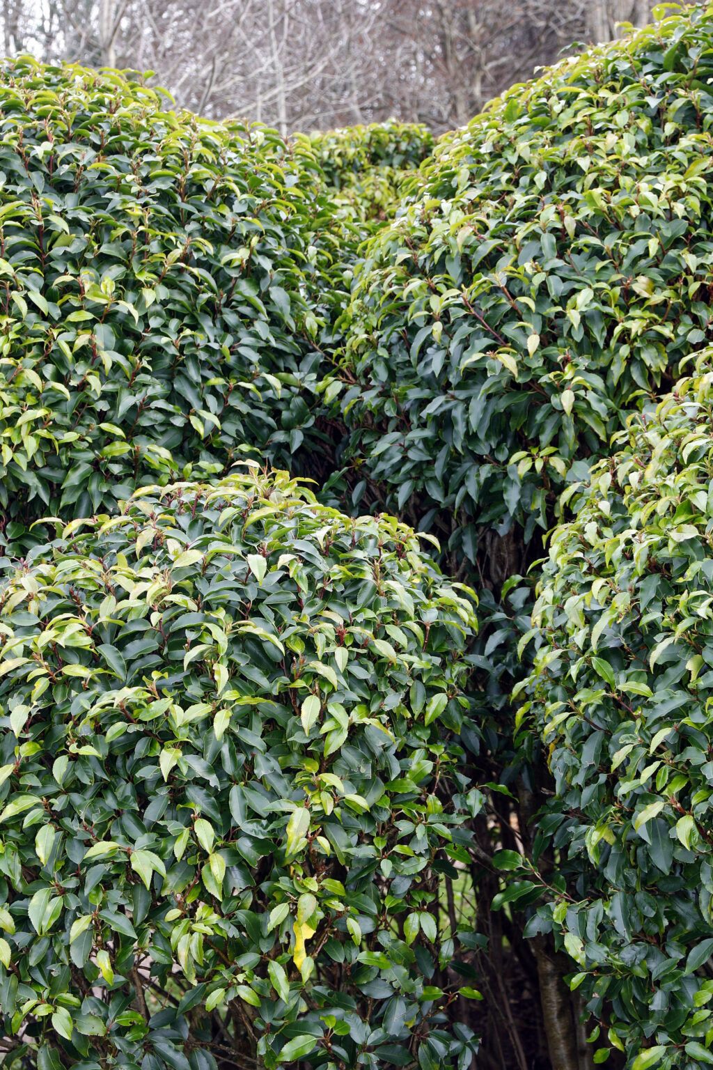 Prunus lusitanica Ball – Caragh Nurseries