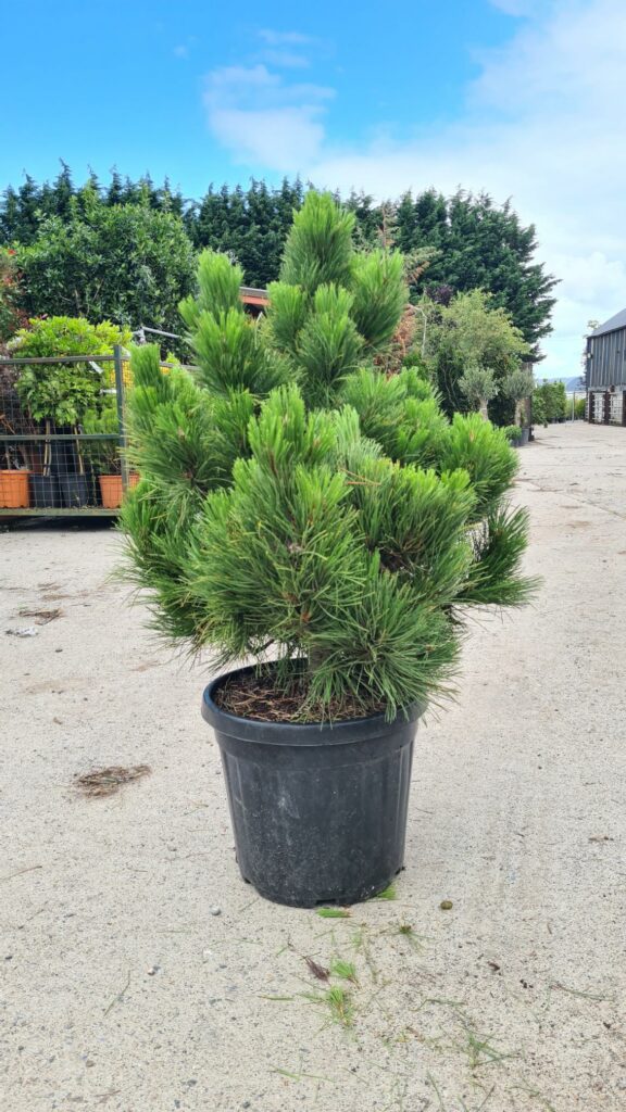 Pinus nigra Nana / Dwarf Black Pine – Caragh Nurseries