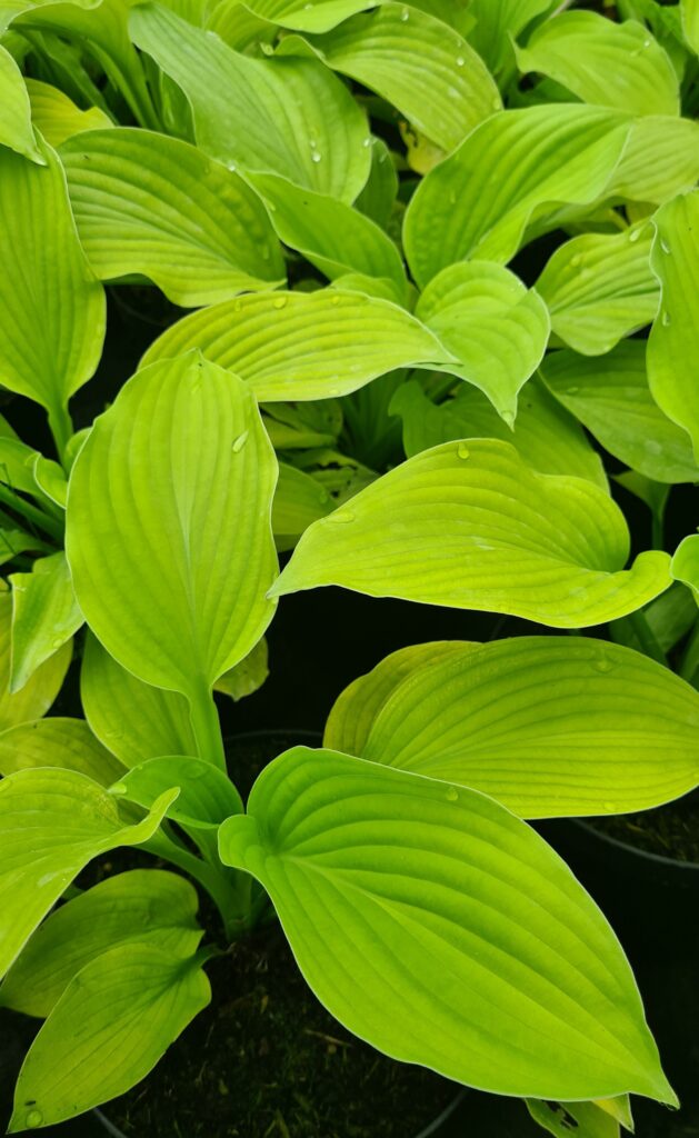 Hosta August Moon – Caragh Nurseries