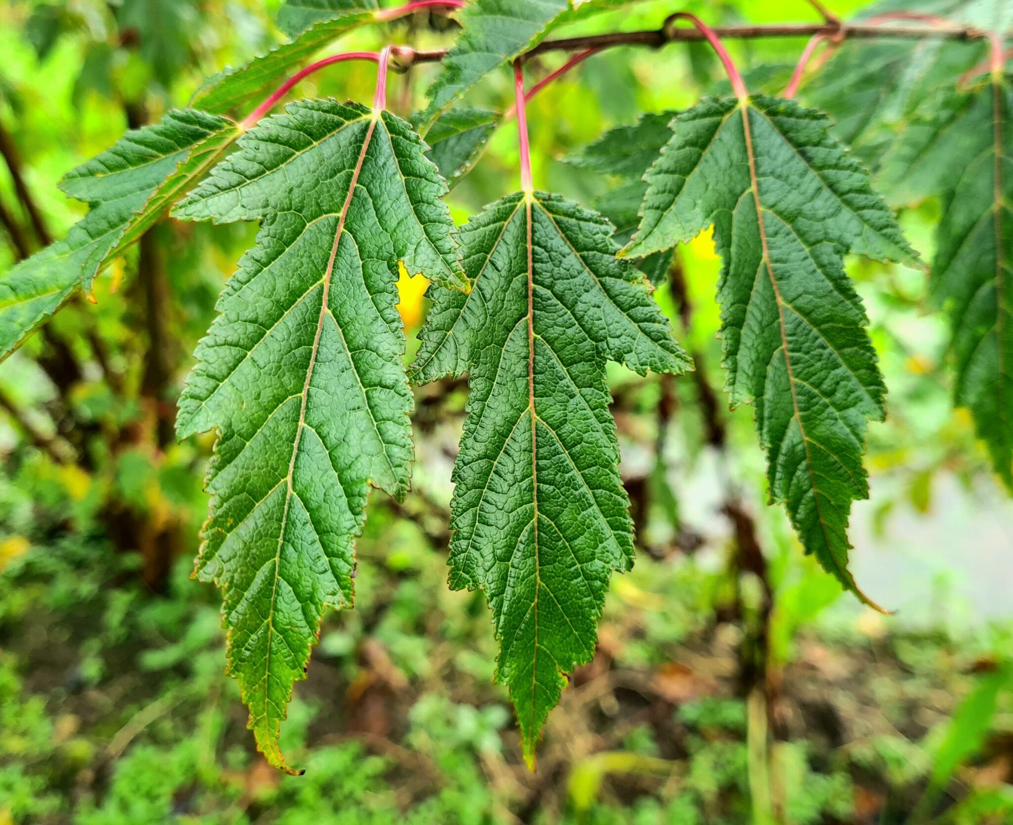 Acer ginnala / Amur Maple – Caragh Nurseries