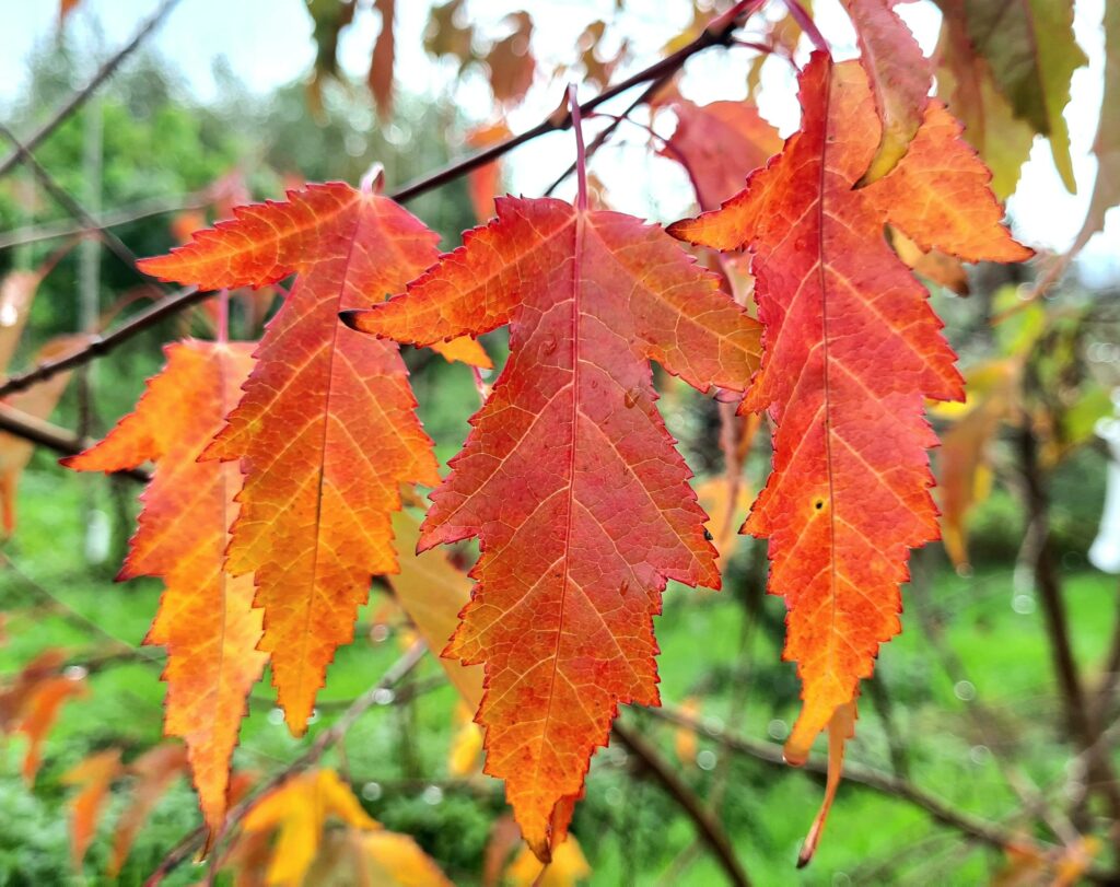 Acer ginnala / Amur Maple – Caragh Nurseries