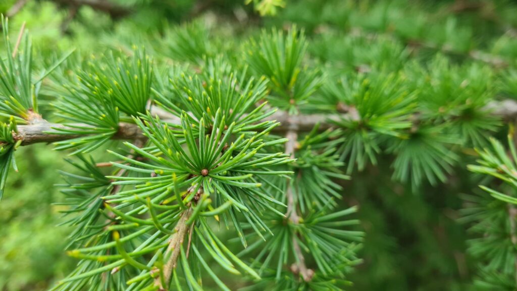 Cedrus libani – Caragh Nurseries