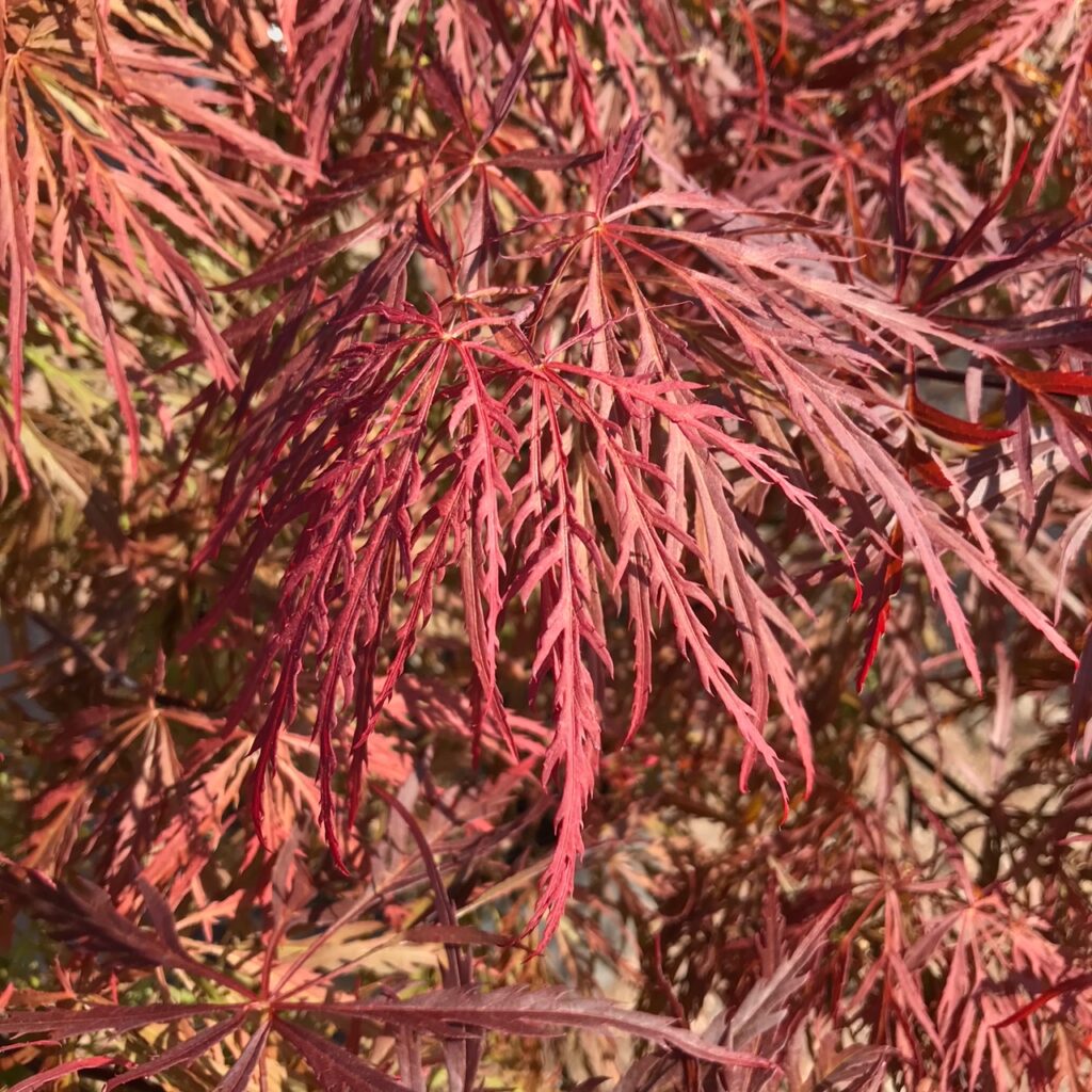 Acer palm. Little Princess – Caragh Nurseries