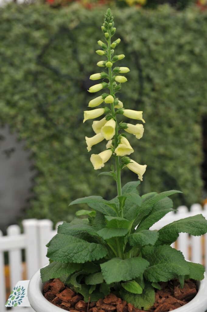 Digitalis / Foxglove Lemoncello – Caragh Nurseries