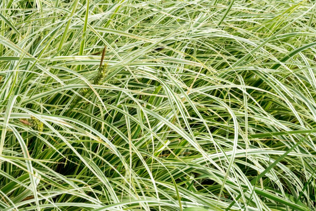 Carex Feather Falls – Caragh Nurseries