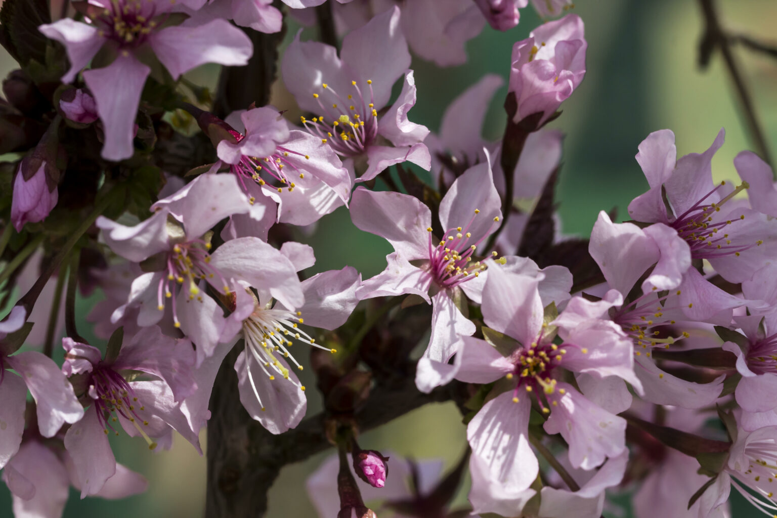 Prunus nipponica Ruby – Caragh Nurseries