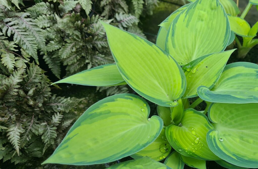 Hosta ‘June’ – Caragh Nurseries
