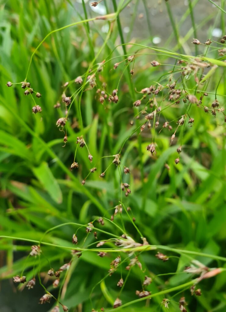 Luzula sylvatica – Caragh Nurseries