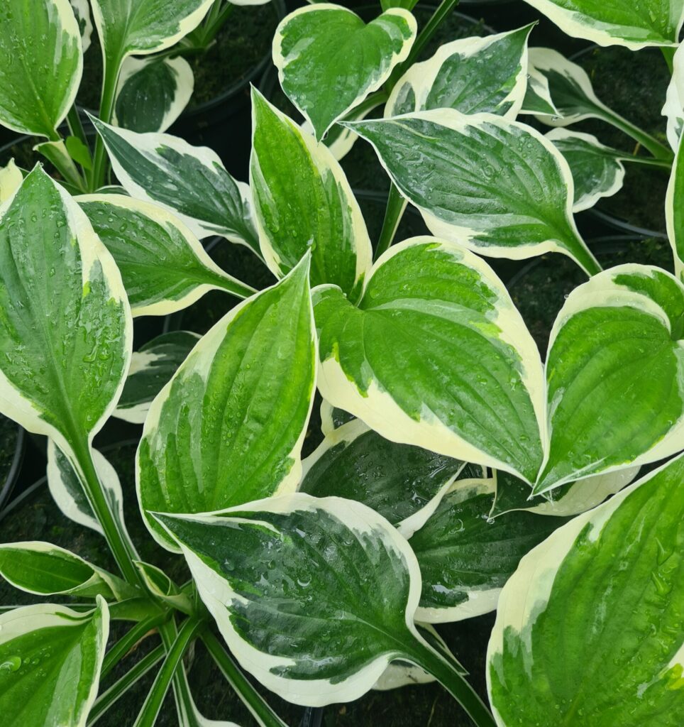 Hosta Patriot – Caragh Nurseries