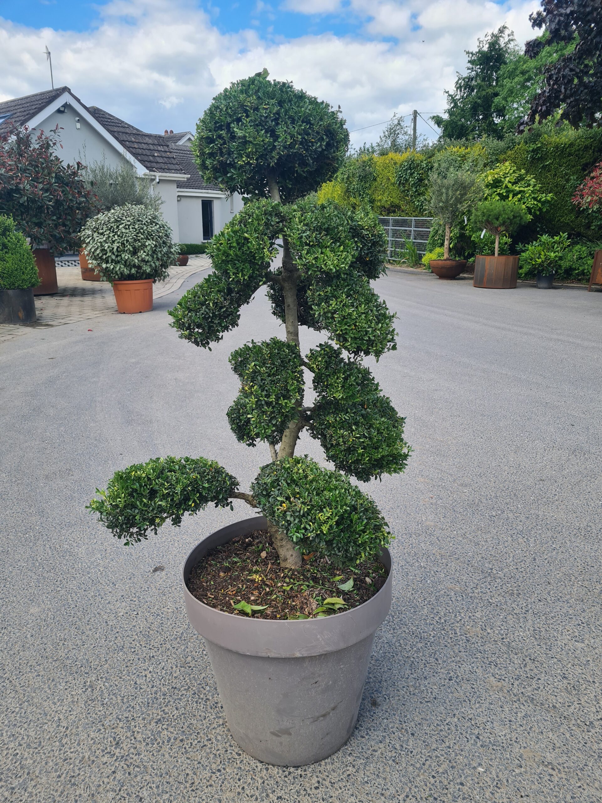 Ilex crenata Bonsai – Caragh Nurseries