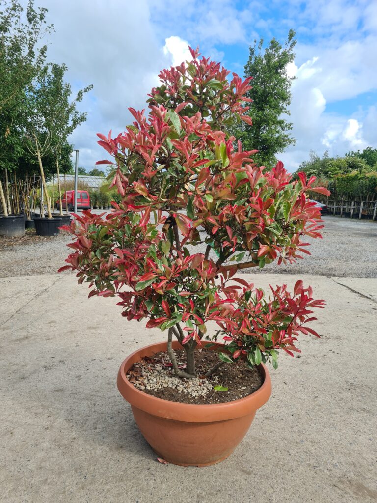 Photinia Pink Marble Pom Poms – Caragh Nurseries