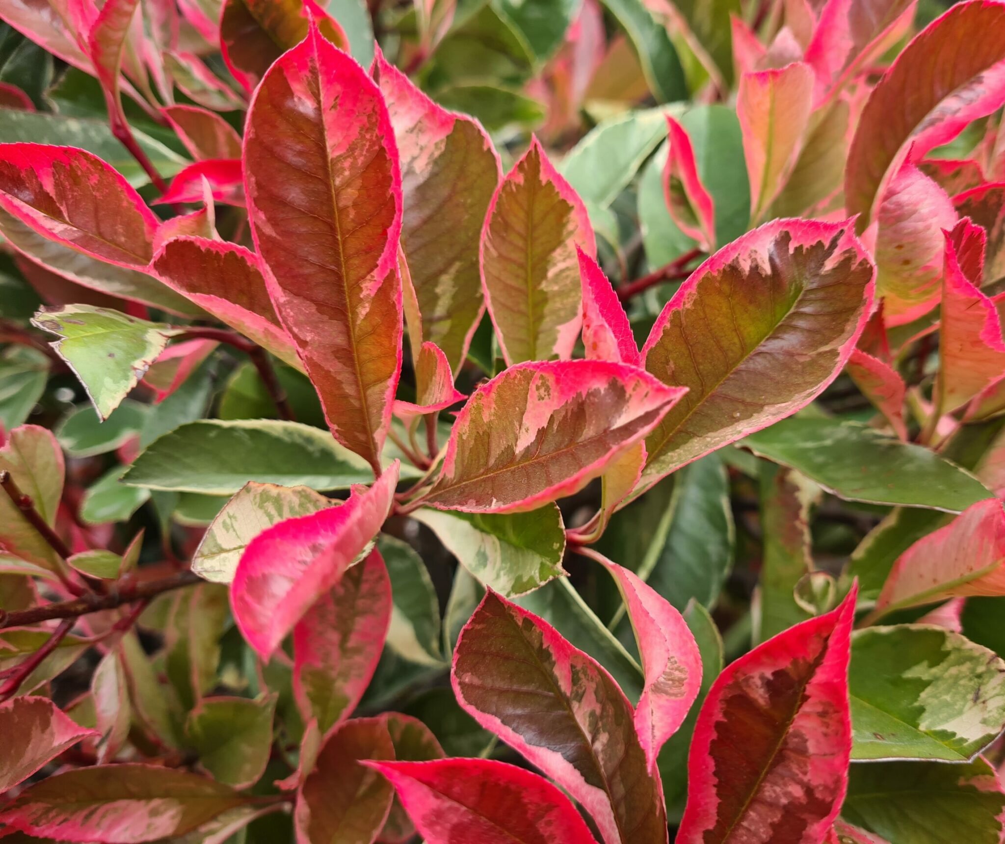 Photinia Pink Marble – Standard Trees – Caragh Nurseries