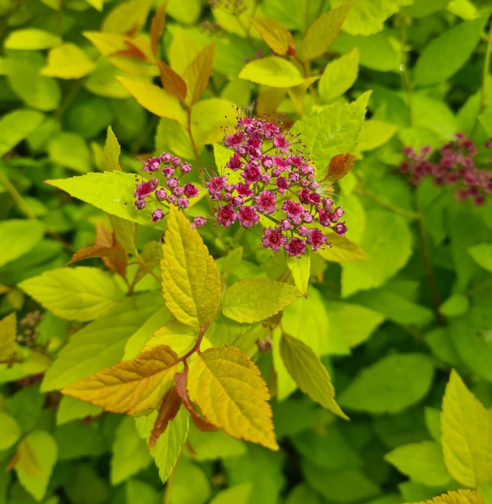 Spiraea ‘Firelight’ – Caragh Nurseries