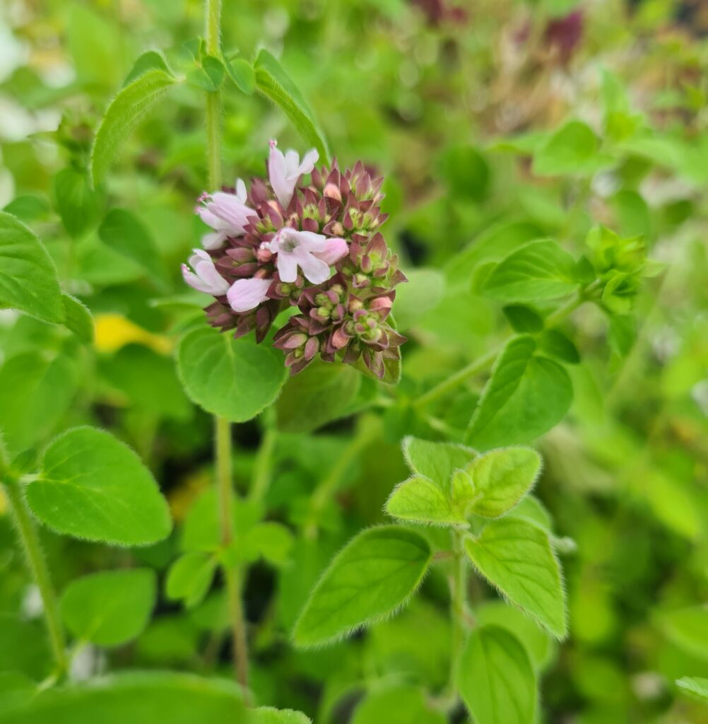 Origanum vulgare – Caragh Nurseries