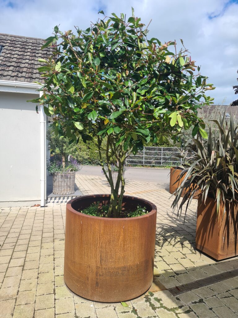 Pre-Planted – Corten Steel Atlas Pot – Caragh Nurseries