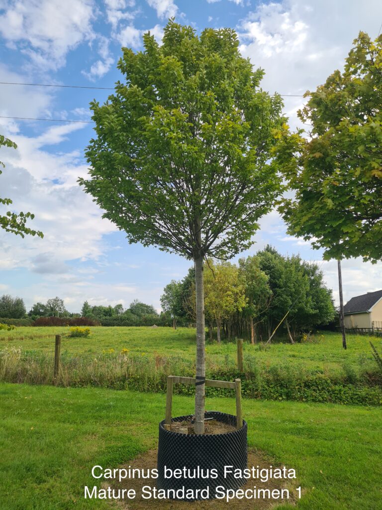 Carpinus betulus Fastigiata Mature Standard Specimen – Caragh Nurseries