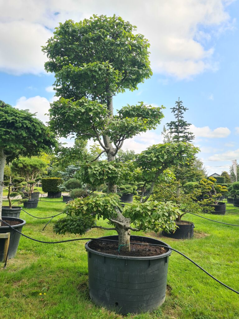 Carpinus betulus Specimen Bonsai – Caragh Nurseries