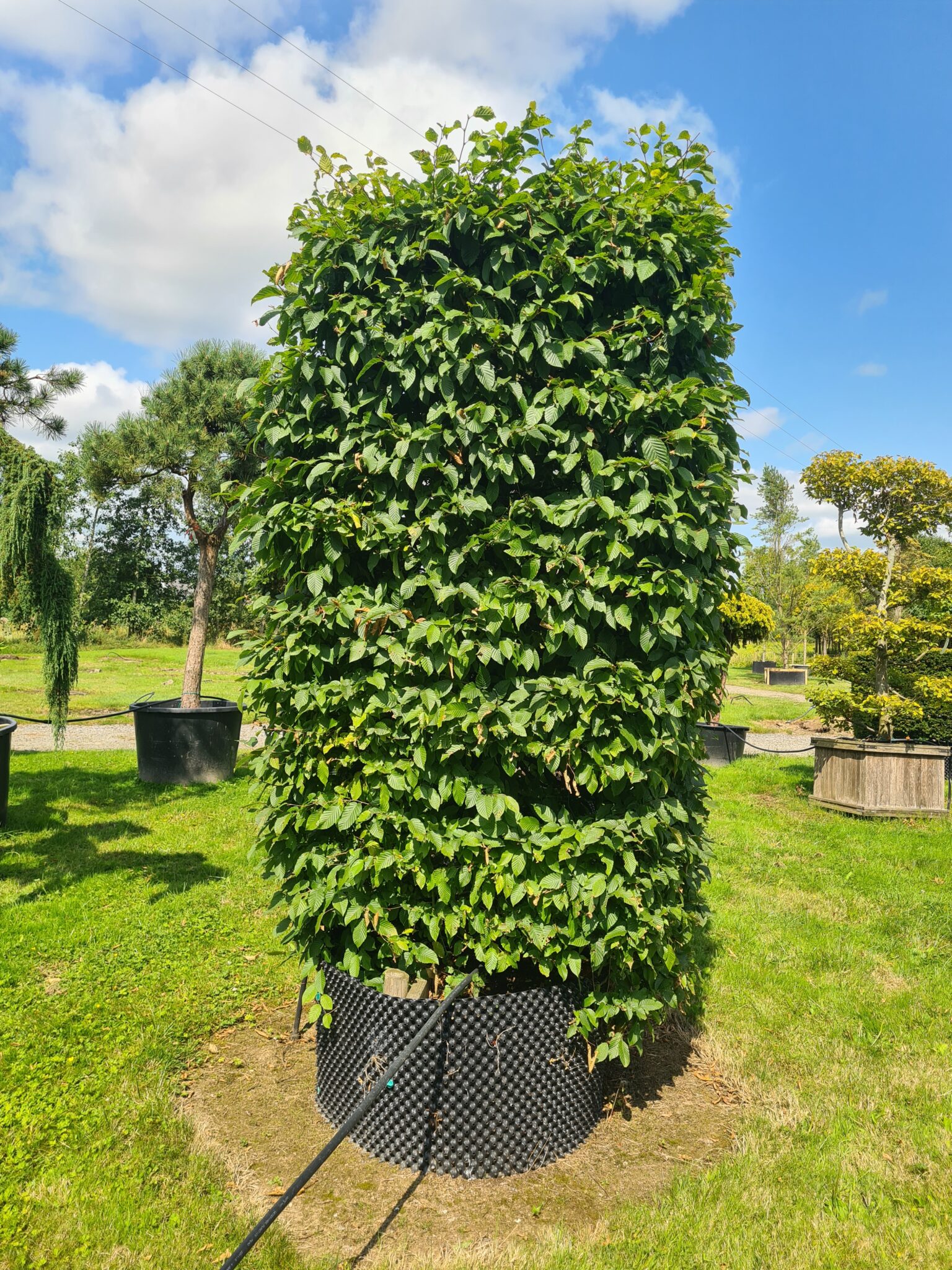 Carpinus betulus Specimen Column – Caragh Nurseries
