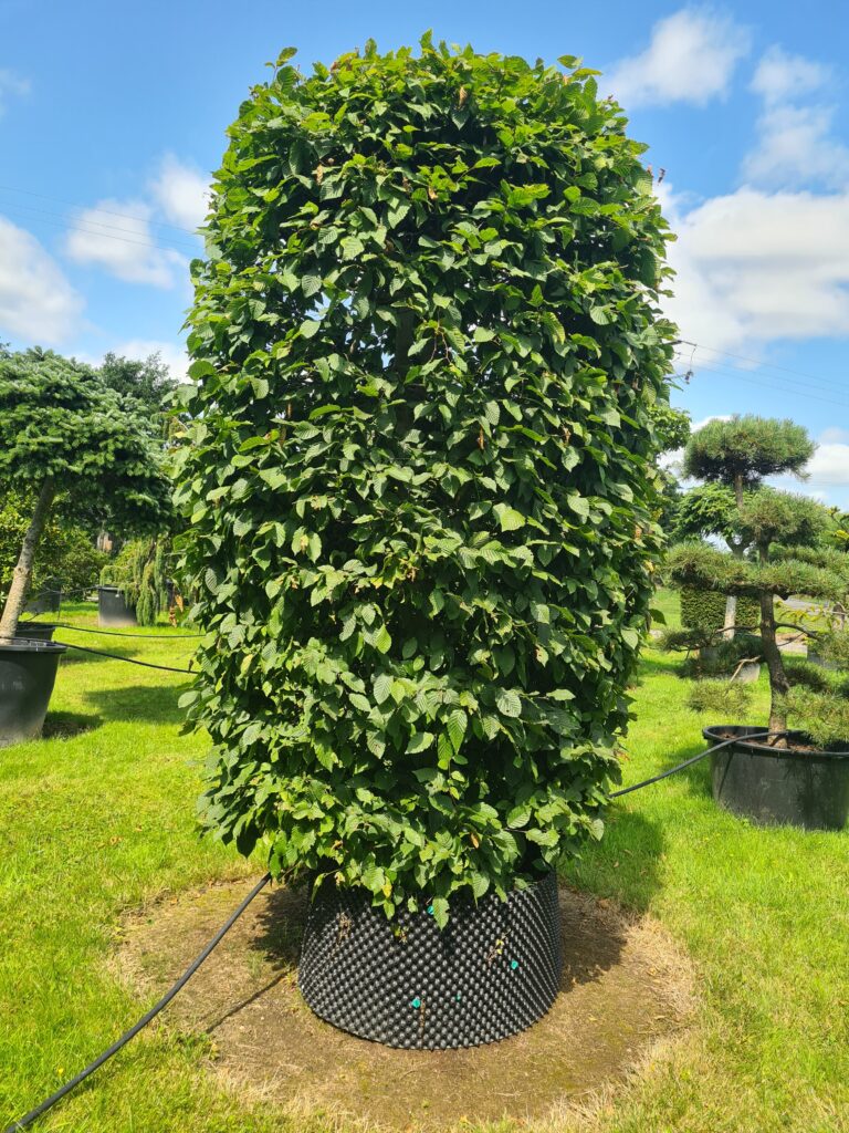 Carpinus betulus Specimen Column – Caragh Nurseries