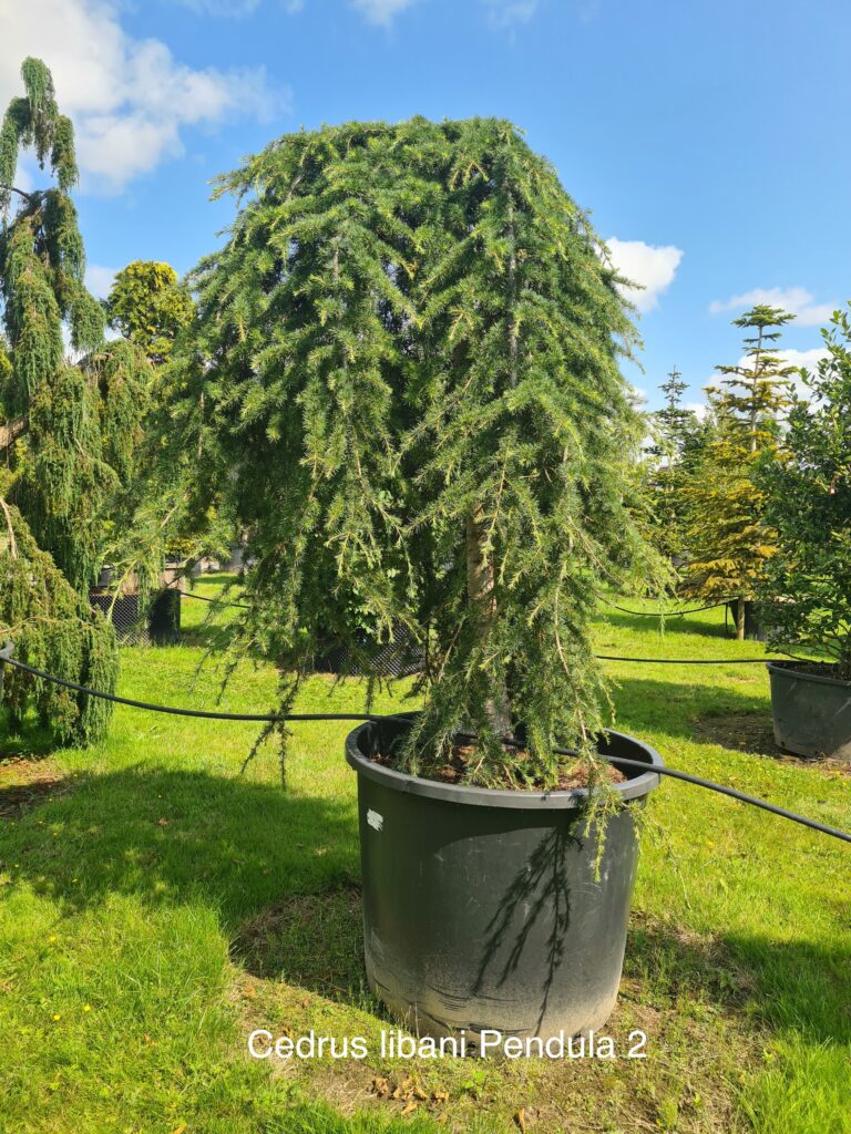 Cedrus libani Pendula – Caragh Nurseries
