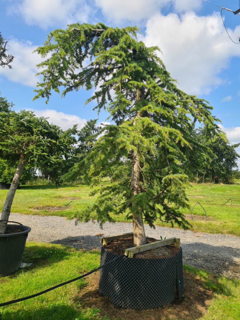 Cedrus libani Pendula Specimen – Caragh Nurseries