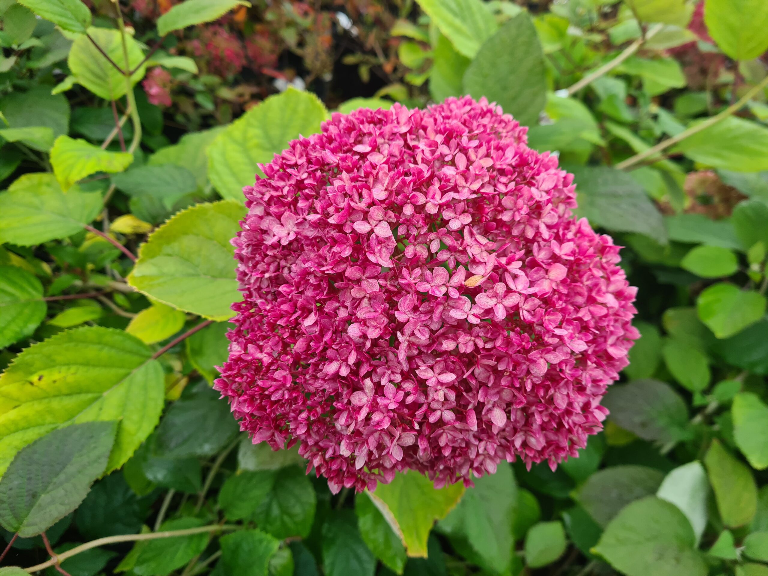 Hydrangea arb. Magical® Dark Pink ‘Bokodapi’ – Caragh Nurseries