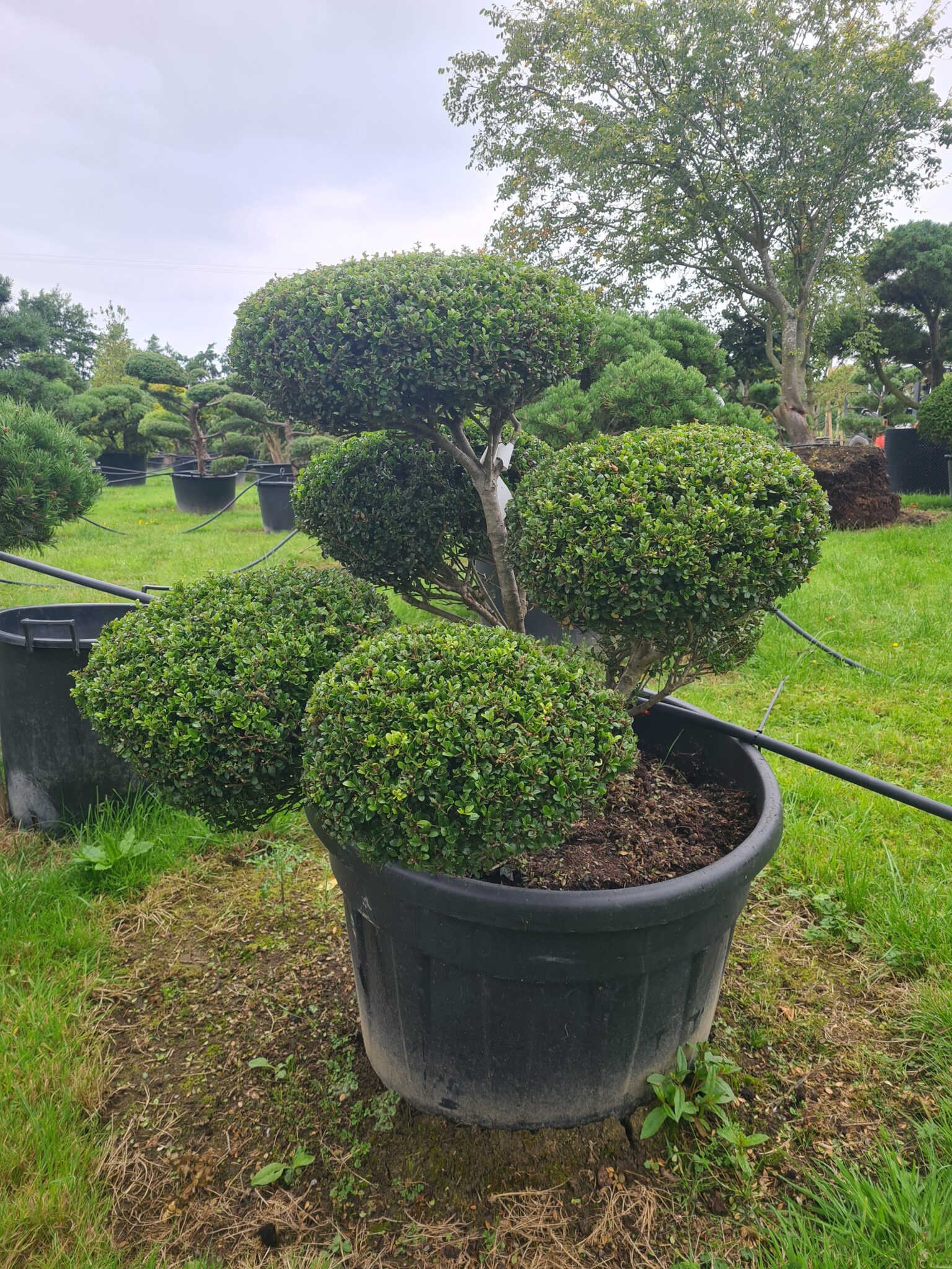 Ilex crenata Compact Specimen Bonsai – Caragh Nurseries