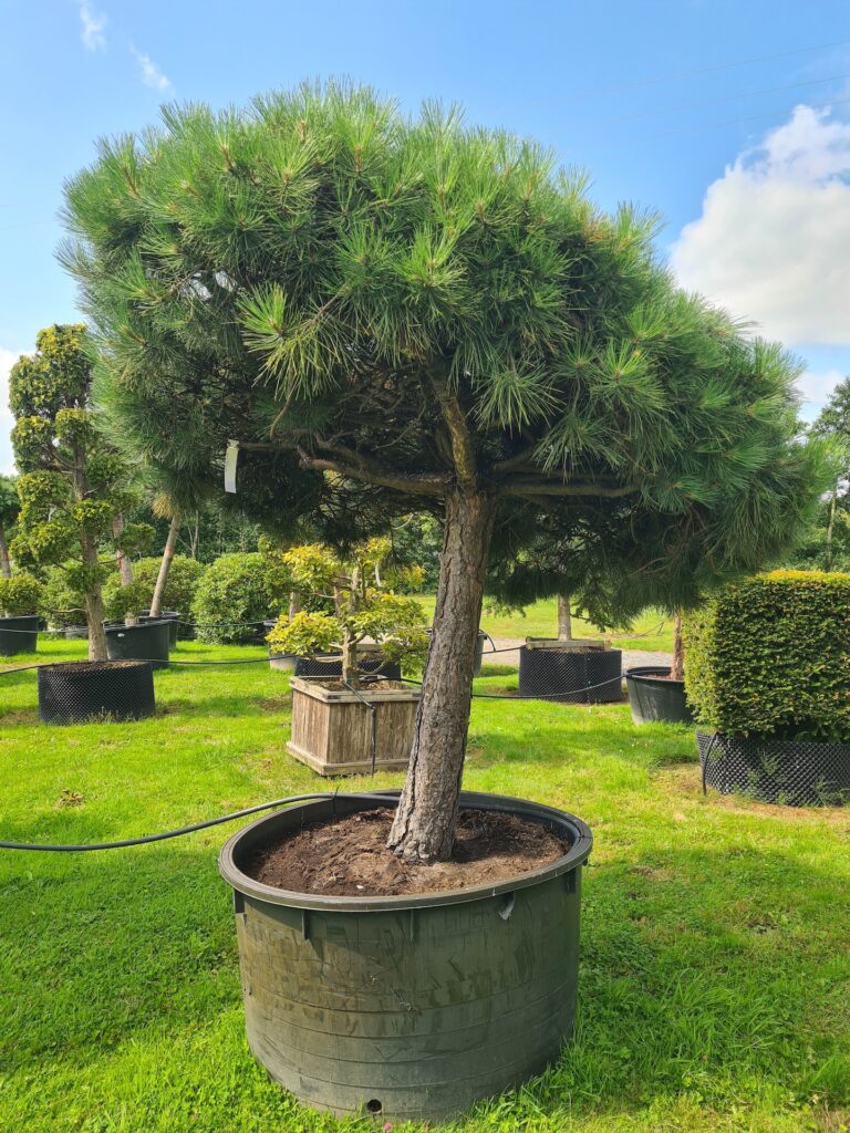 Pinus nigra nigra Umbrella – Caragh Nurseries