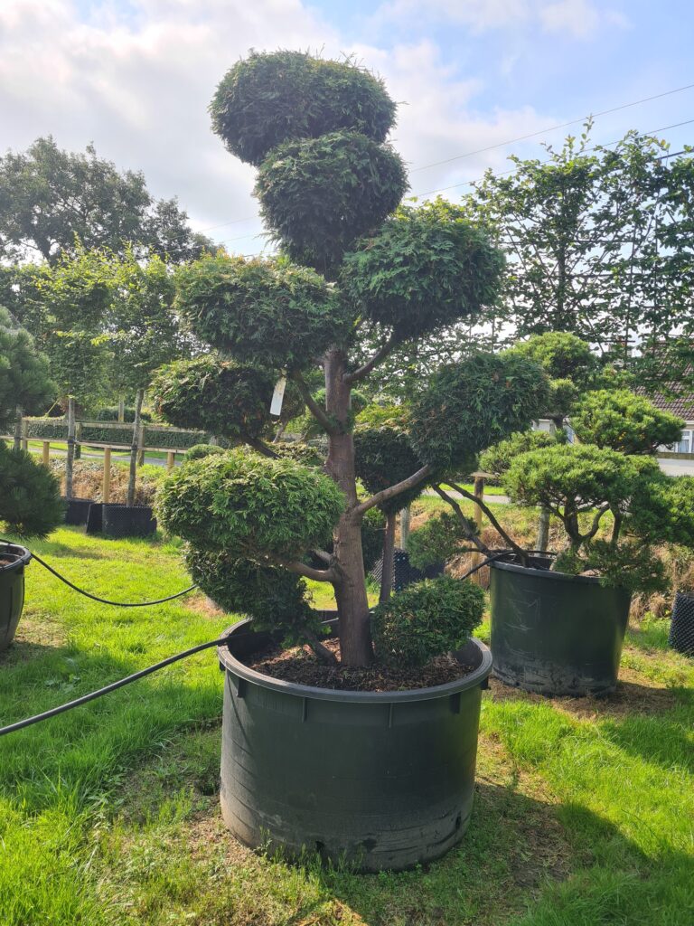 Thuja plicata Specimen Bonsai – Caragh Nurseries