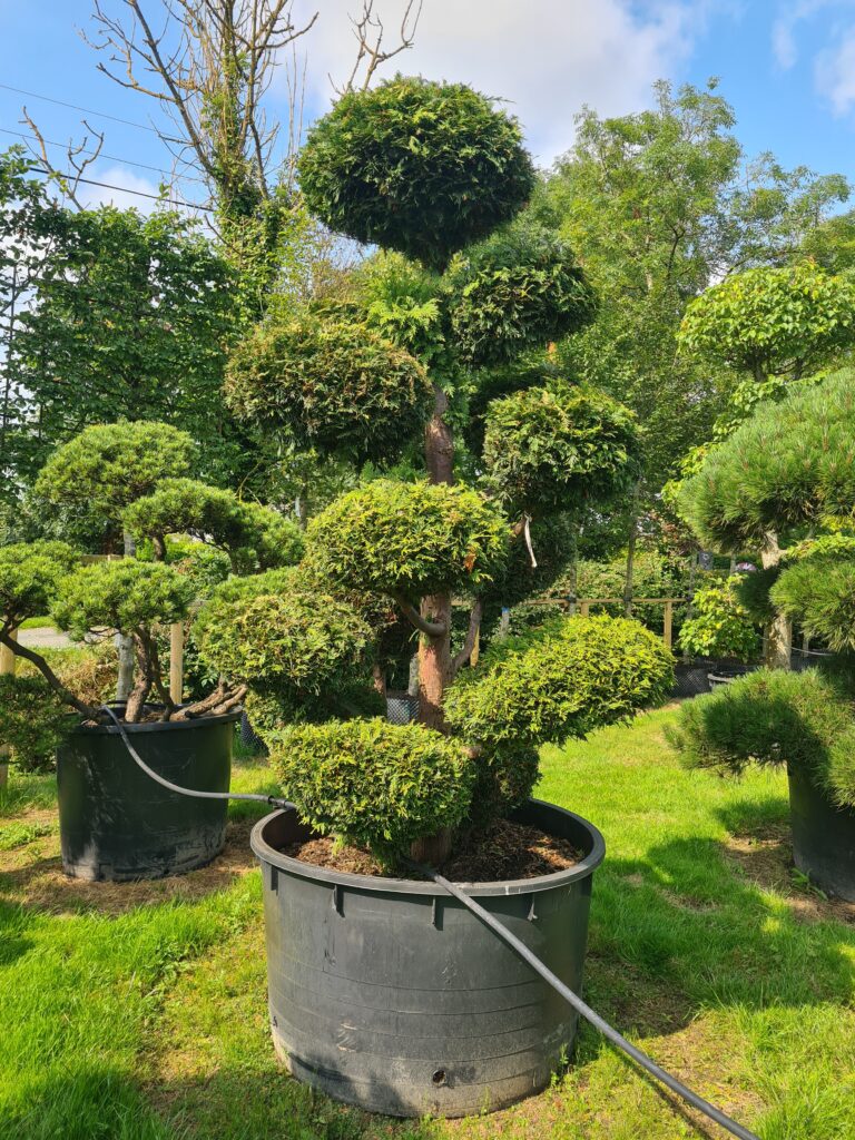 Thuja plicata Specimen Bonsai – Caragh Nurseries