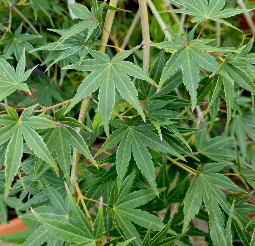 Acer palmatum ‘Cascade Emerald’ – Caragh Nurseries