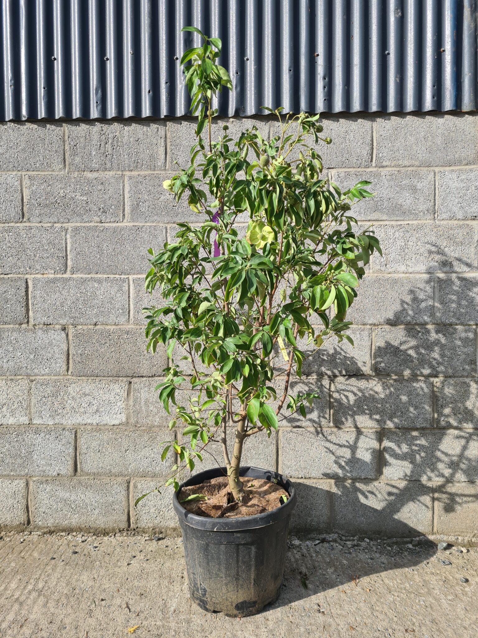 Cornus capitata – Caragh Nurseries