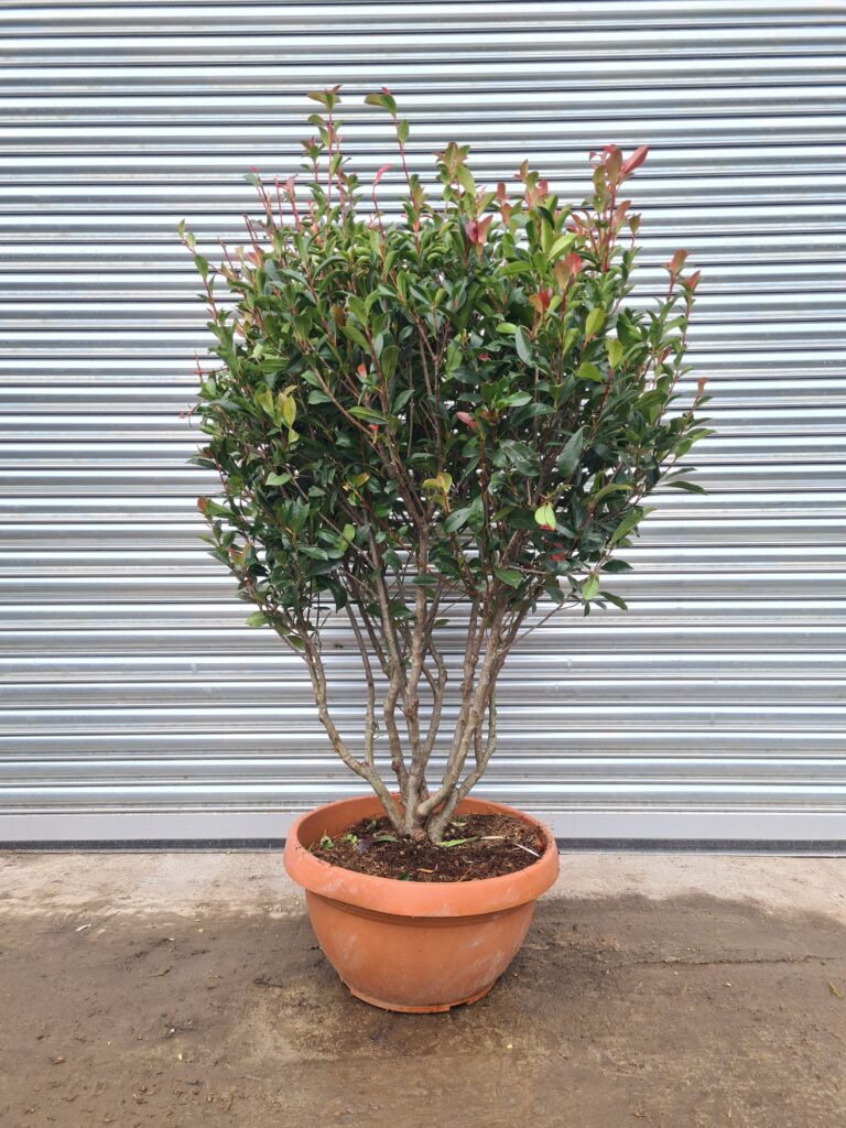 Photinia × fraseri Compacta Parachute – Caragh Nurseries
