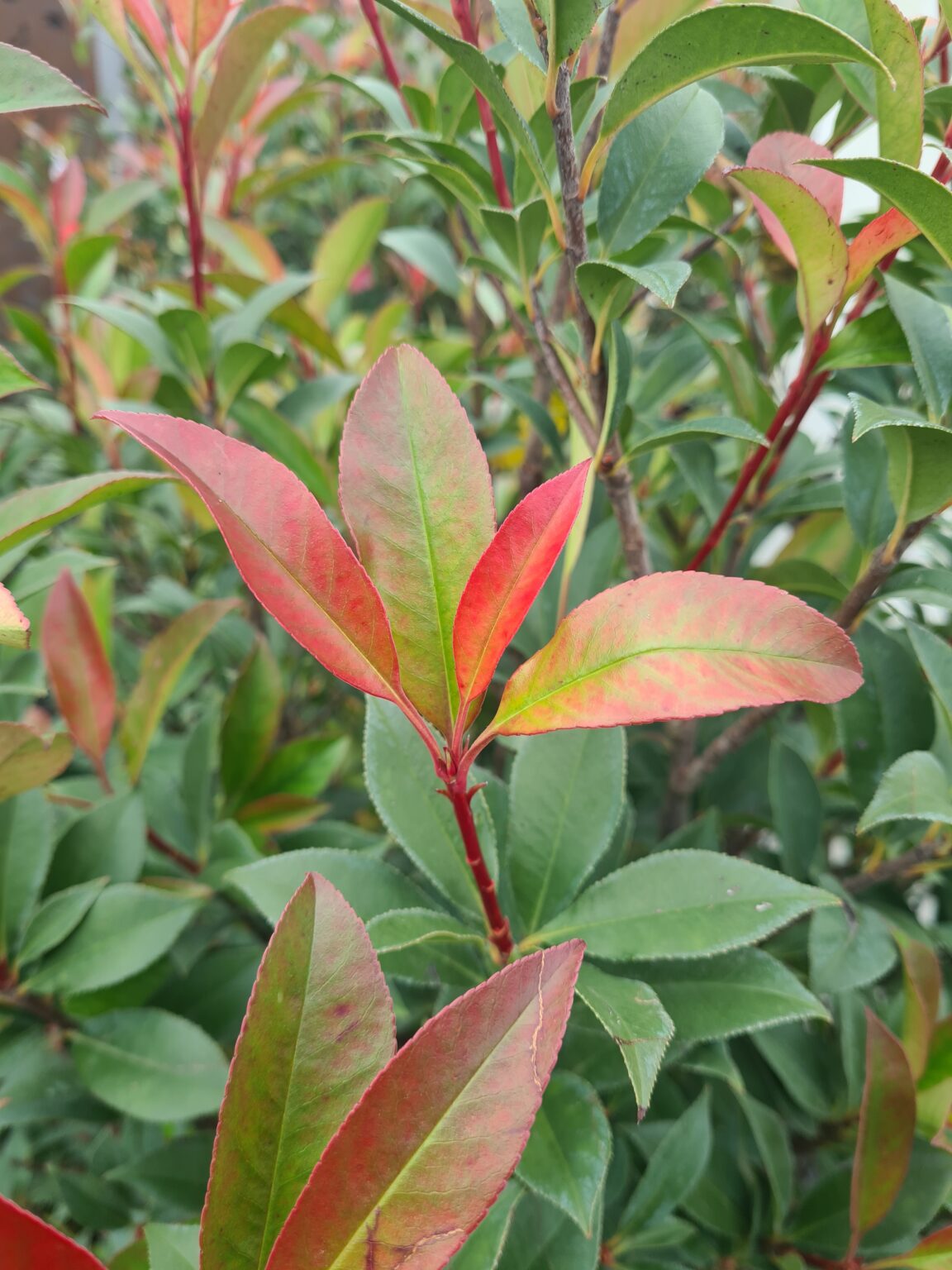 Photinia × fraseri Compacta 1/2 Standard – Caragh Nurseries