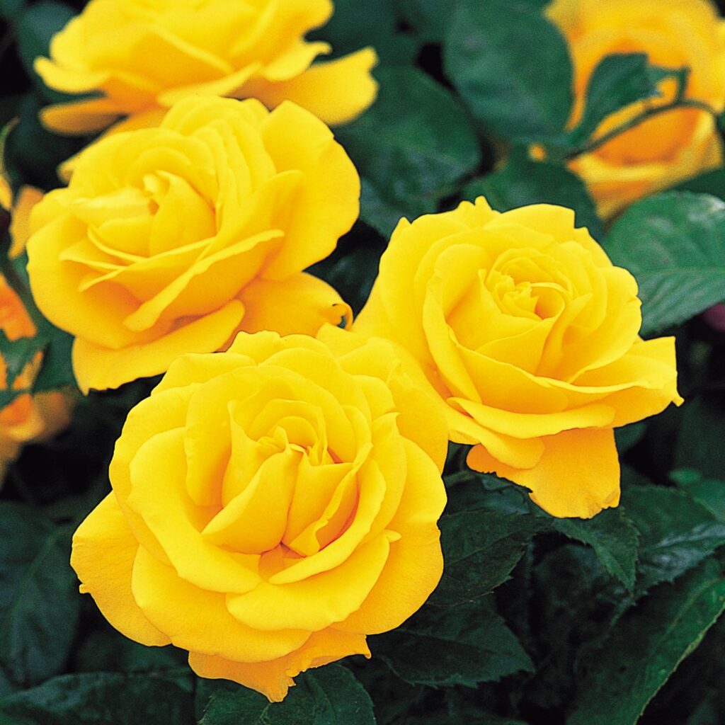 Rosa ‘golden wedding’ – Caragh Nurseries