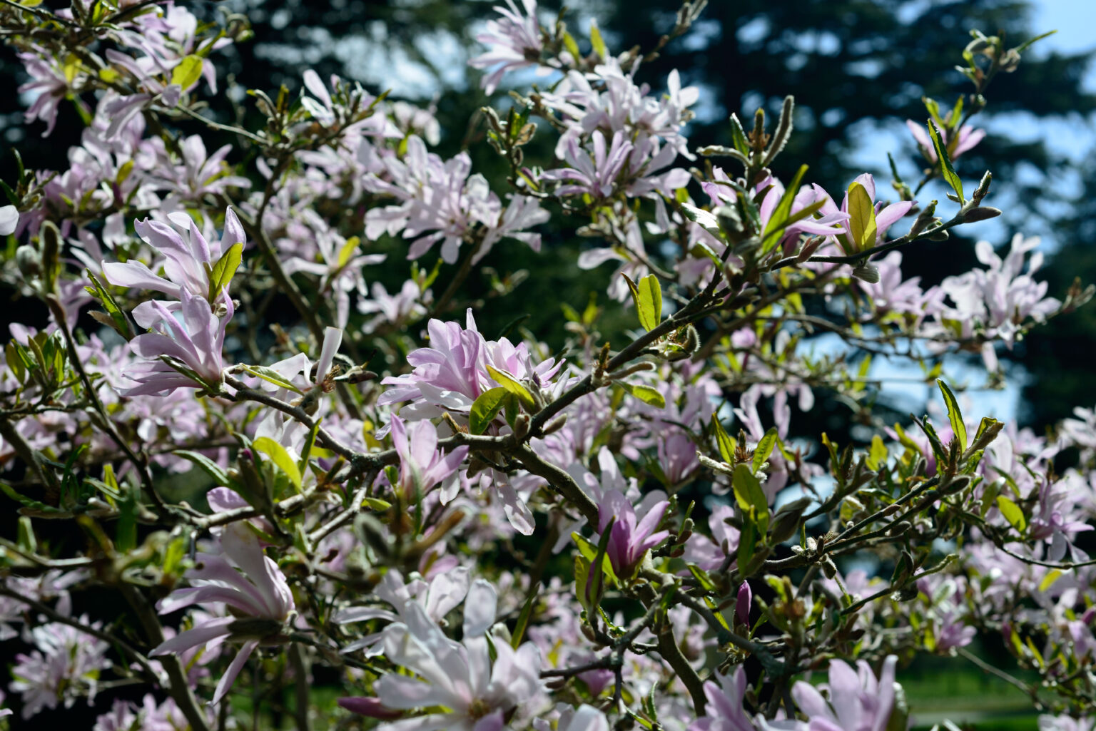 Magnolia x loebneri ‘Leonard Messel’ Specimen Multistem – Caragh Nurseries