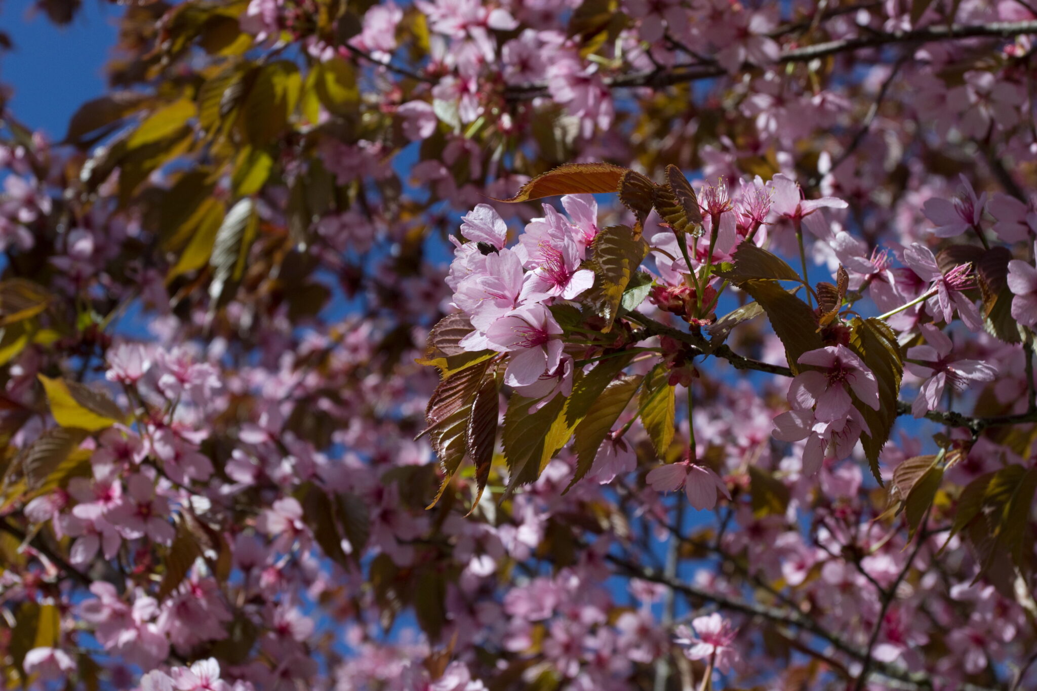Prunus ‘spire’ – Caragh Nurseries