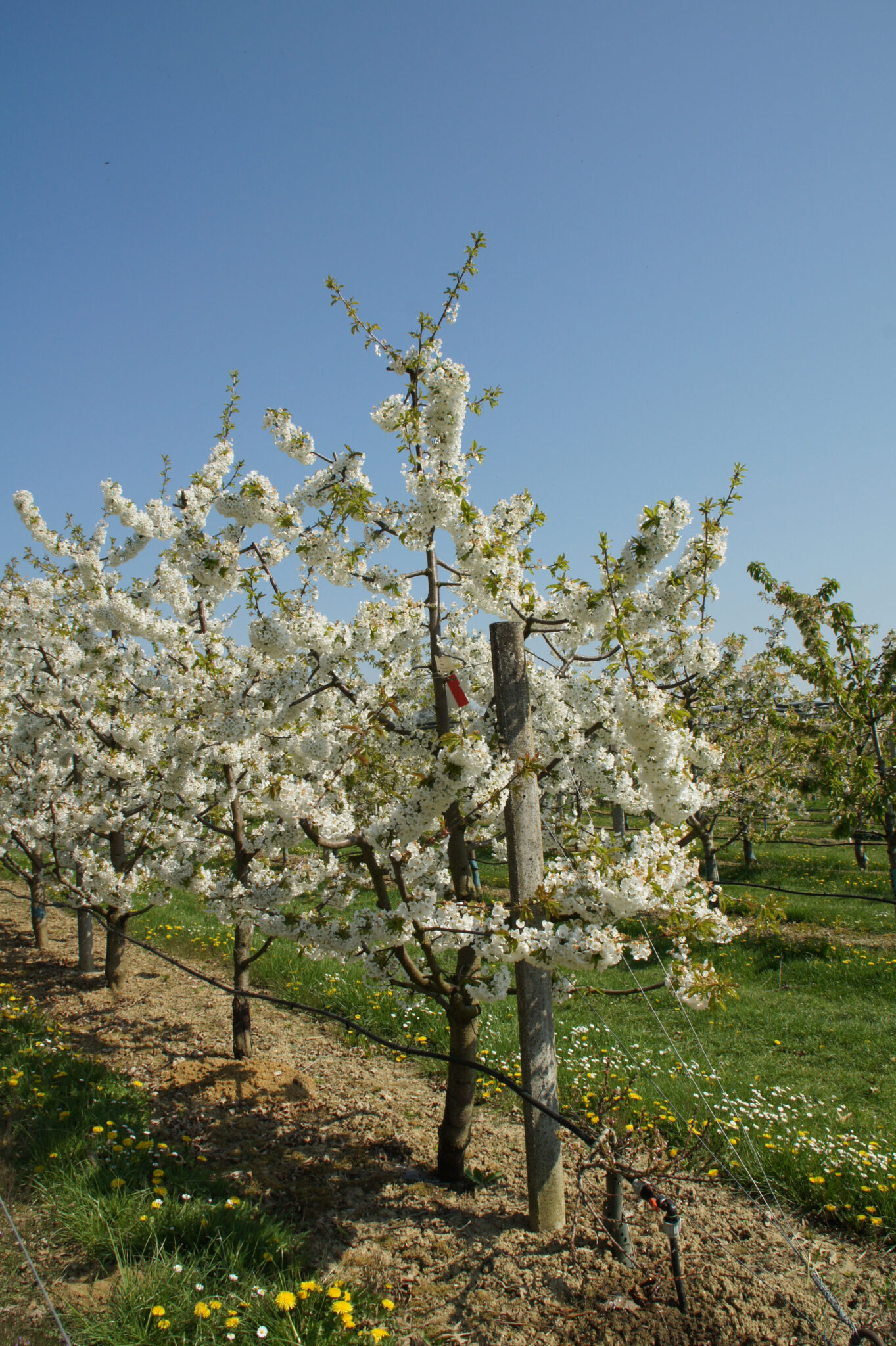 Prunus avium ‘regina’ – Caragh Nurseries
