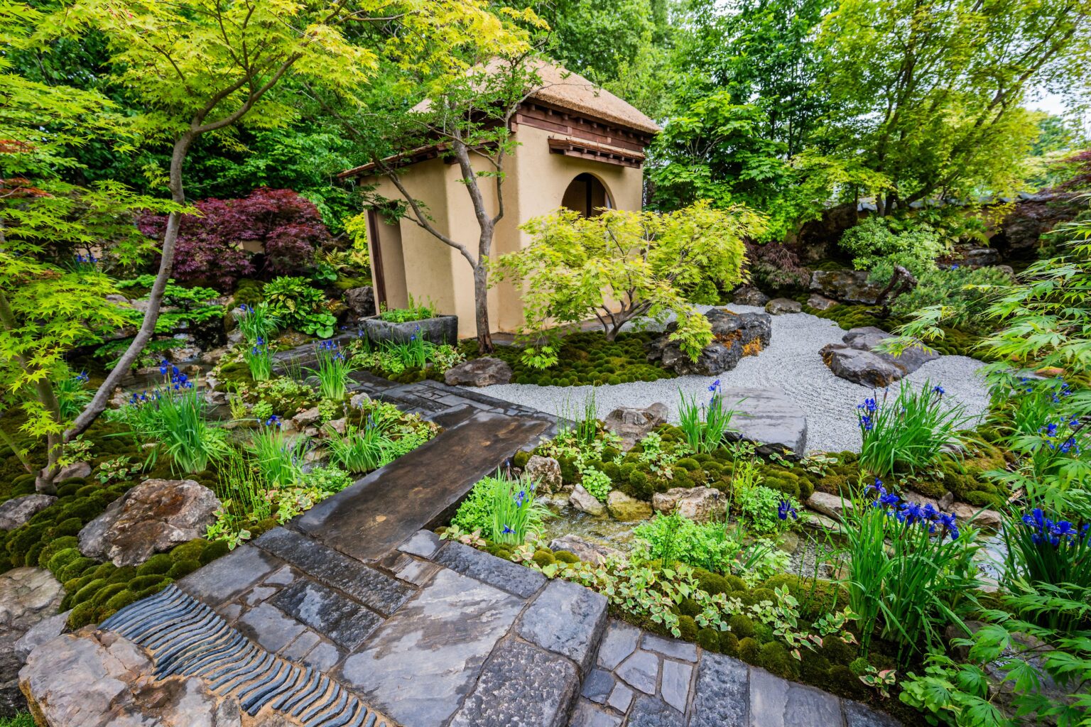 RHS Chelsea – Gold Fever – Caragh Nurseries