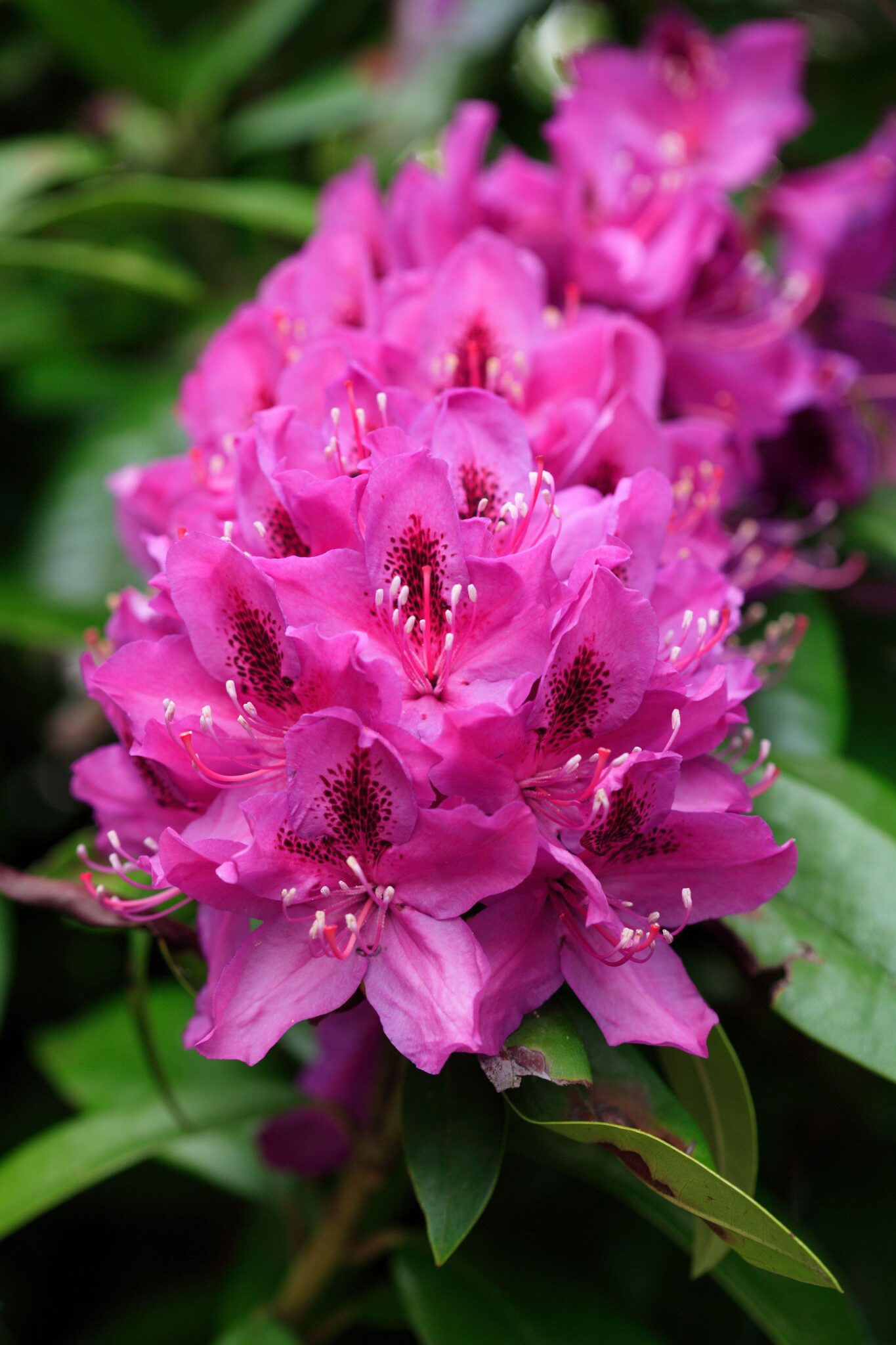 Rhododendron ‘Anah Kruschke’ – Caragh Nurseries